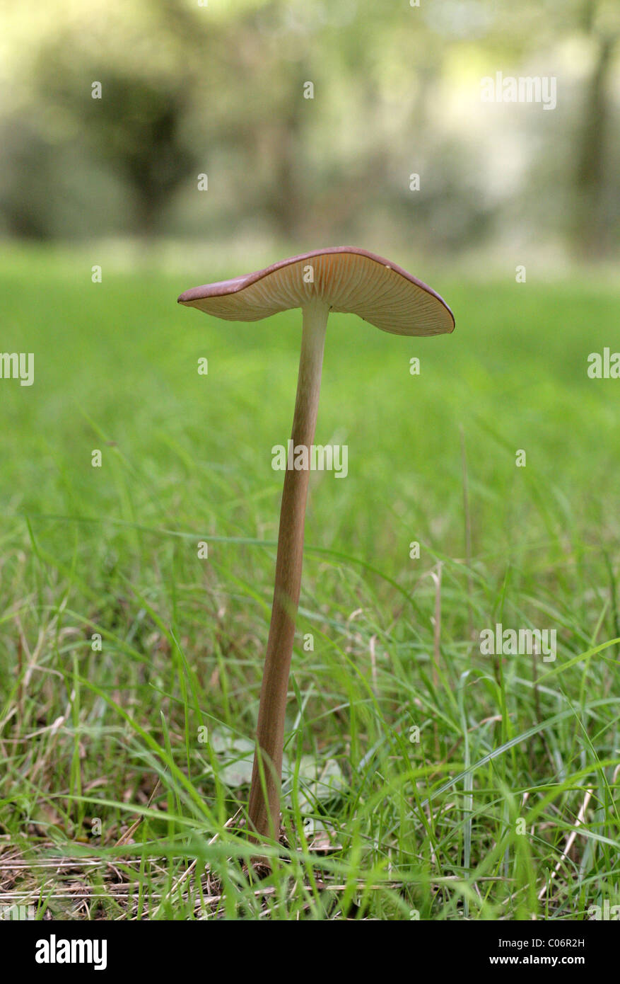 Rooting Shank or Deep Root Mushroom, Xerula radicata (Oudemansiella ...