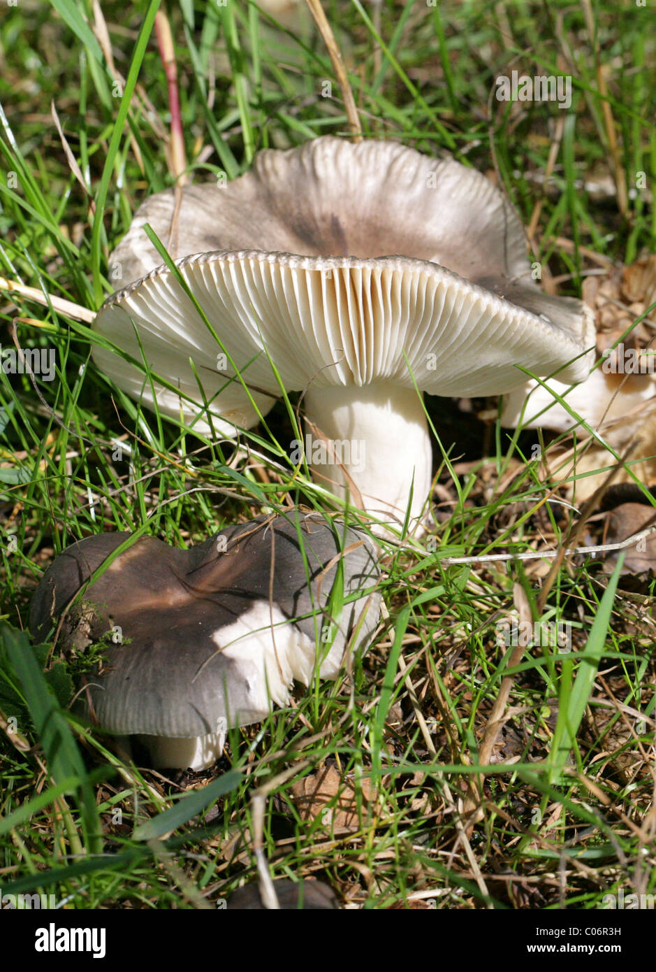 Powdery Brittlegill, Russula parazurea, Russulaceae. Mushroom, Fungus ...