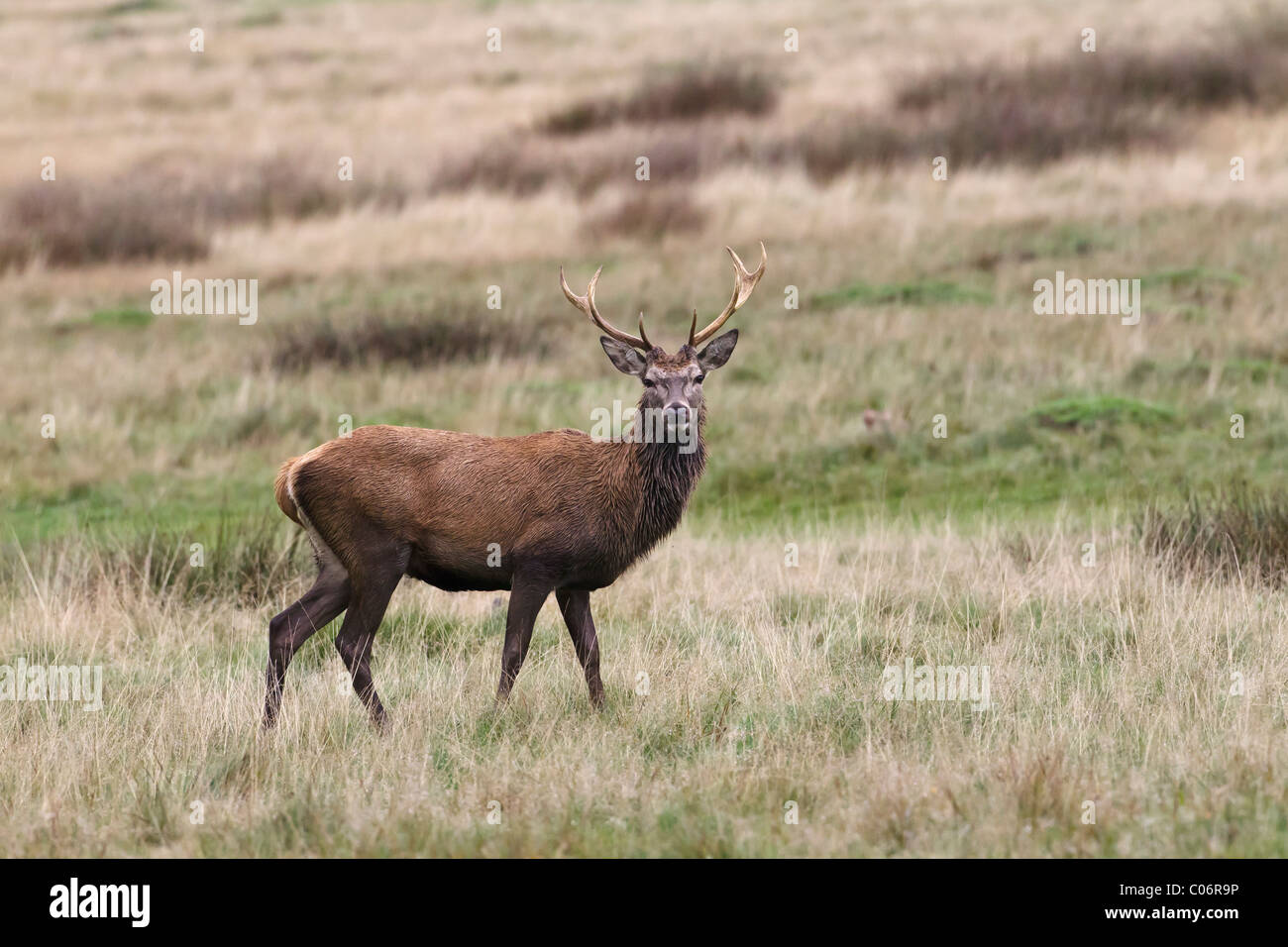 Stag red hi-res stock photography and images - Alamy