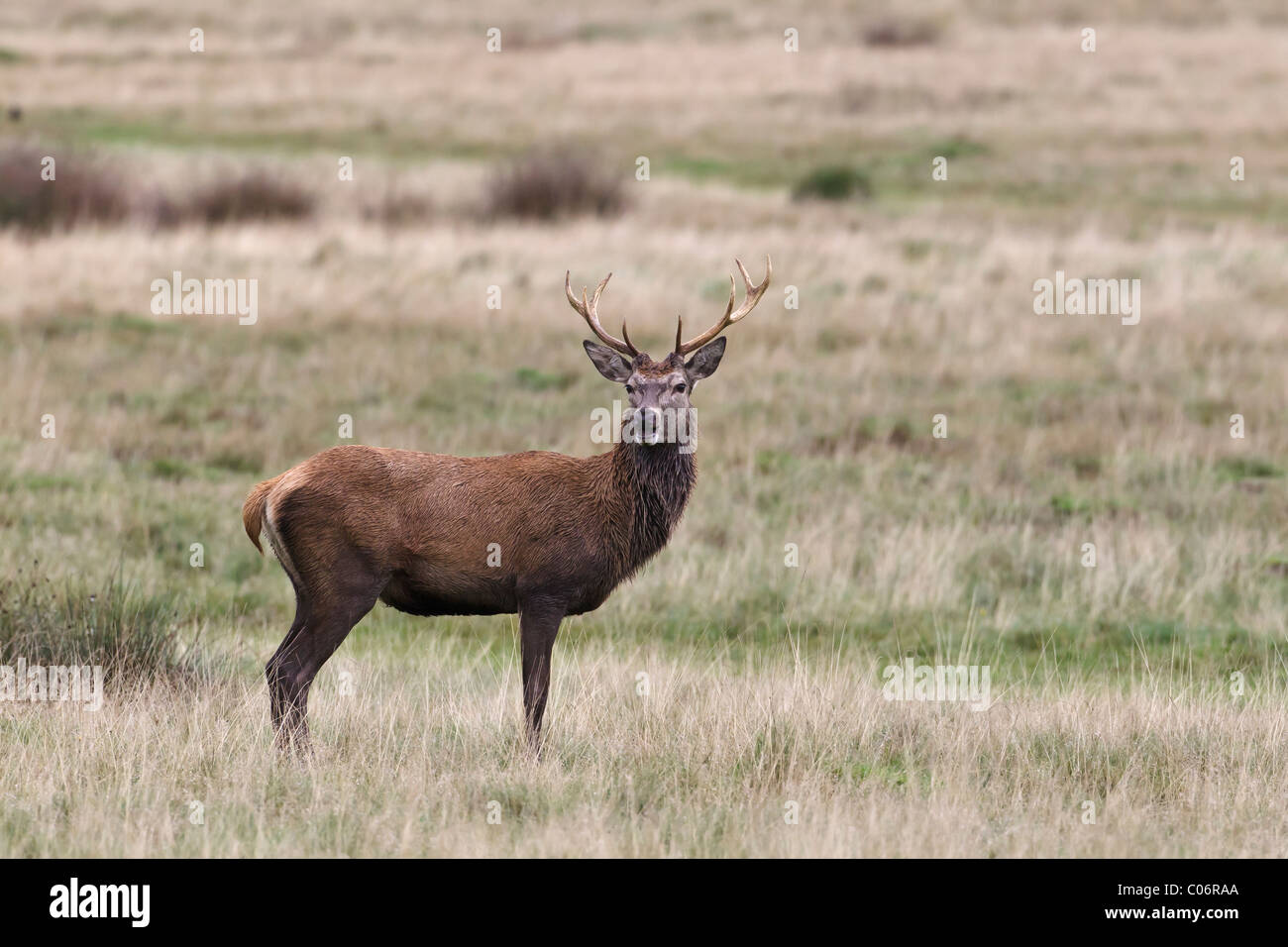 Red stag posing against a moorland background Stock Photo - Alamy