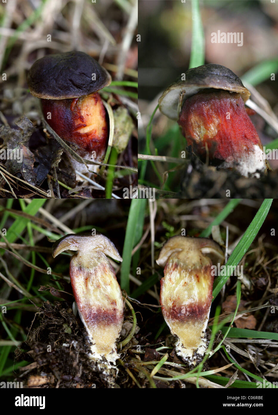 Bolete Fungus, Boletaceae. Three Image Composite Stock Photo - Alamy