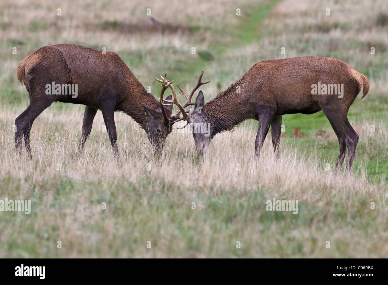 Red deer bucks practicing the rut Stock Photo - Alamy