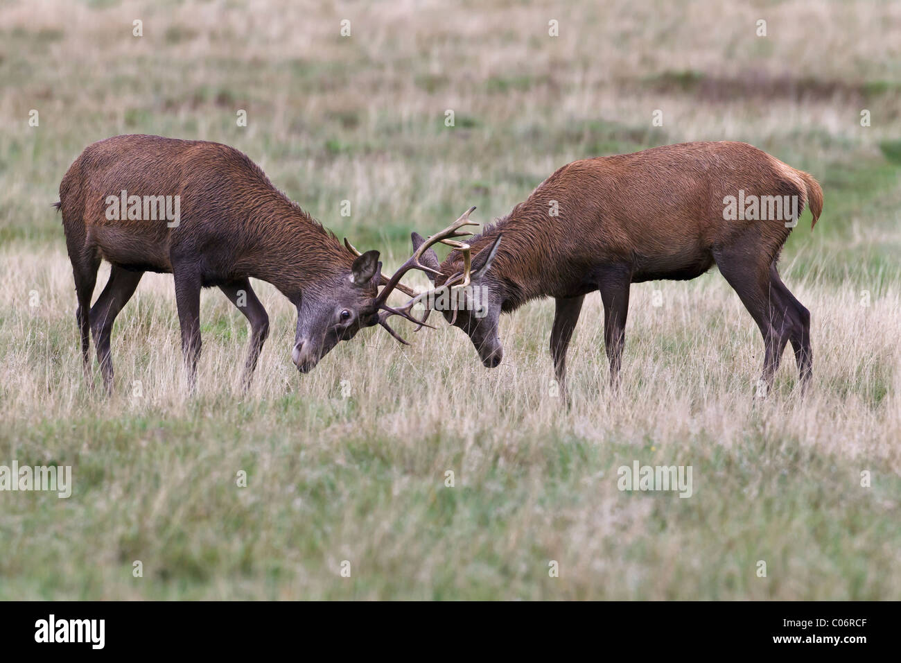 Red deer bucks practicing the rut Stock Photo - Alamy