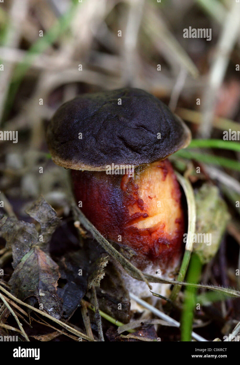Bolete Fungus, Boletaceae Stock Photo - Alamy