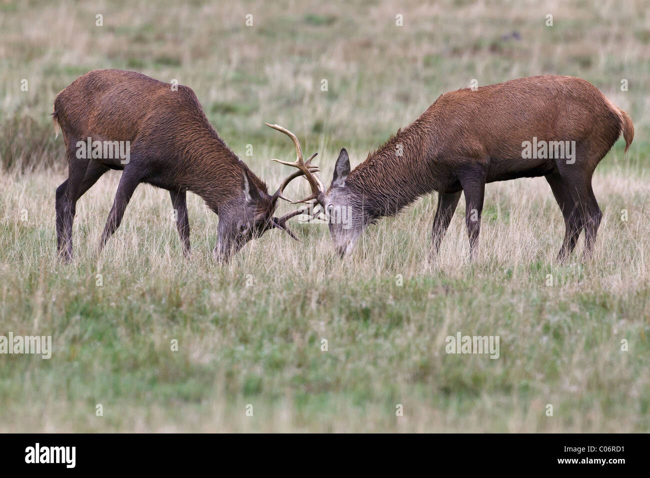 Red deer bucks practicing the rut Stock Photo - Alamy