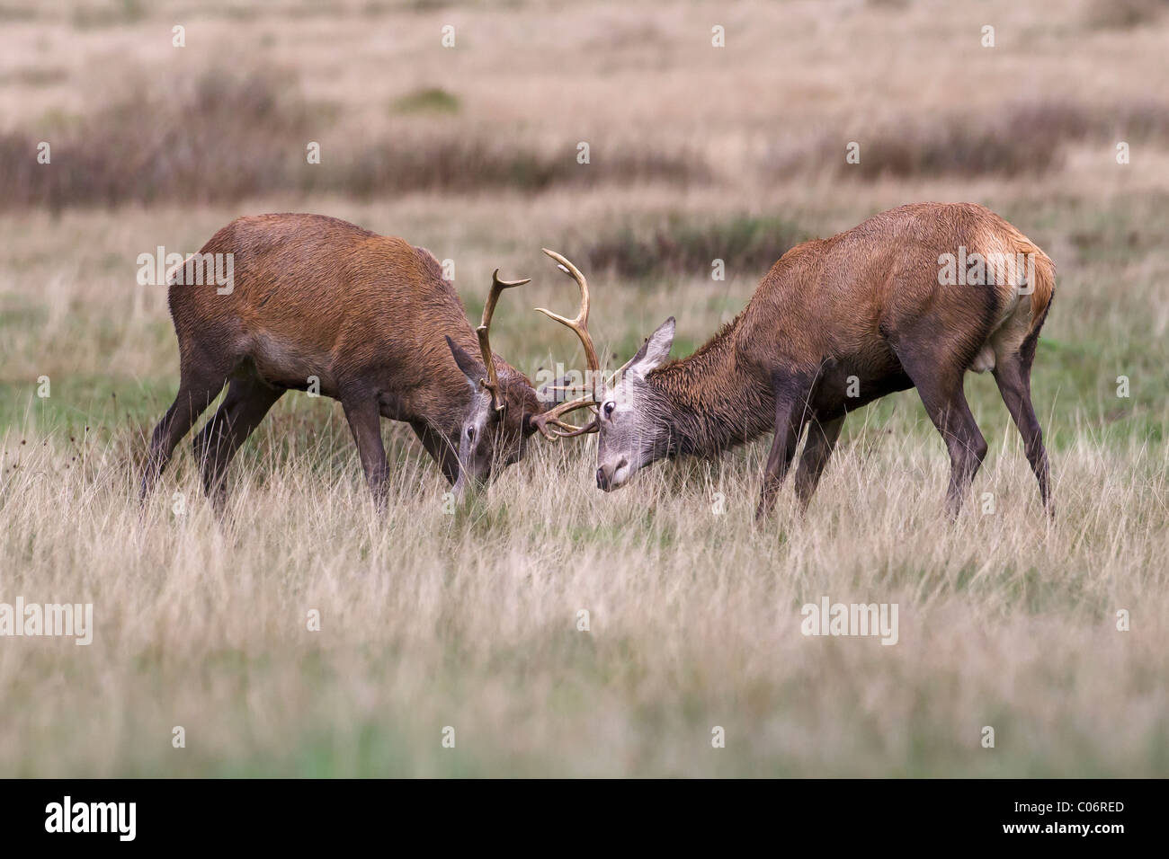 Red deer bucks practicing the rut Stock Photo - Alamy