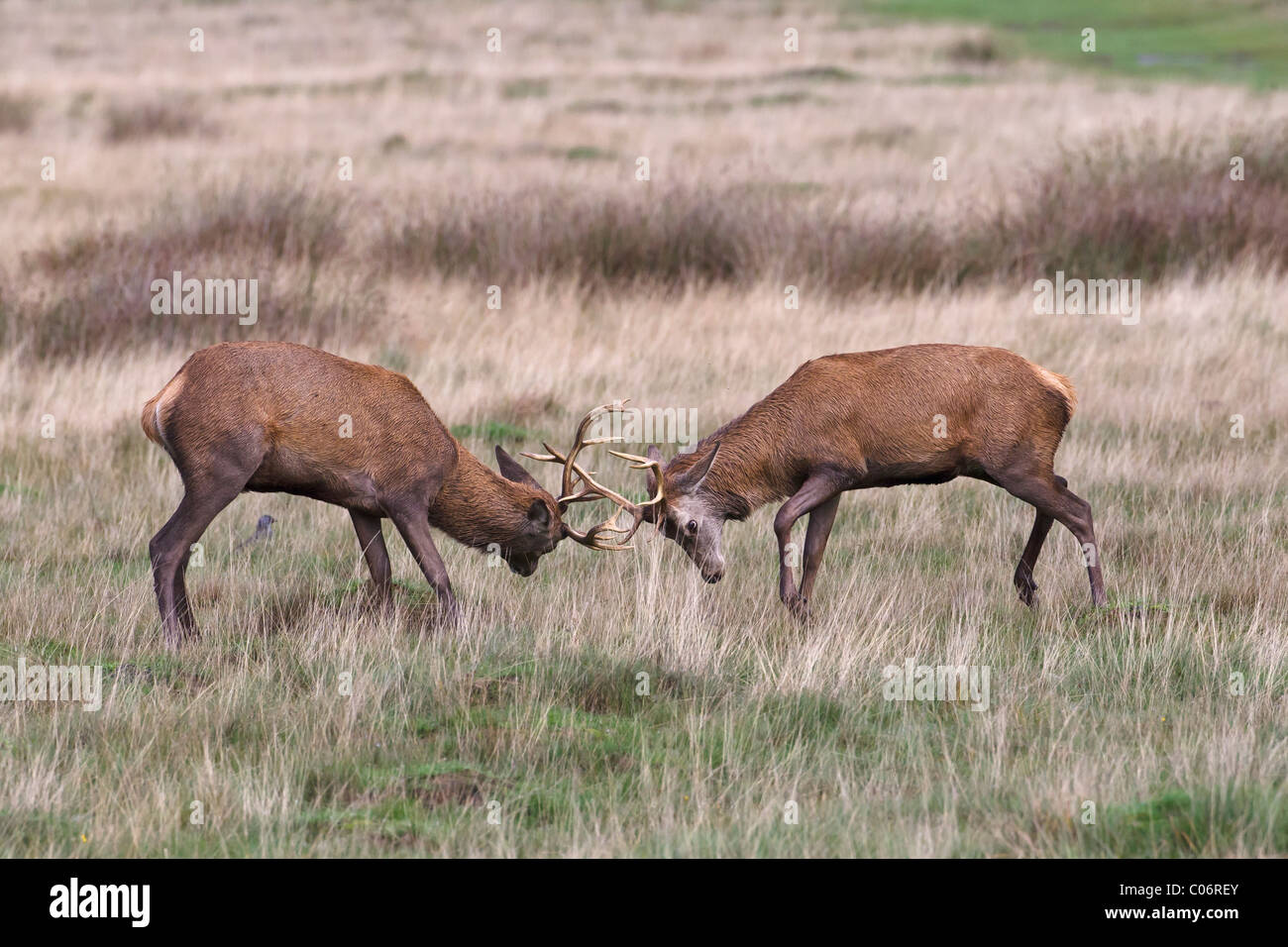 Red deer bucks practicing the rut Stock Photo - Alamy