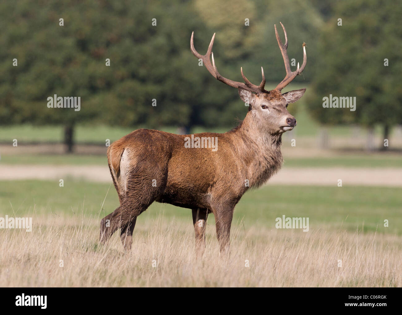 Mature red deer stag in a woodland setting Stock Photo - Alamy