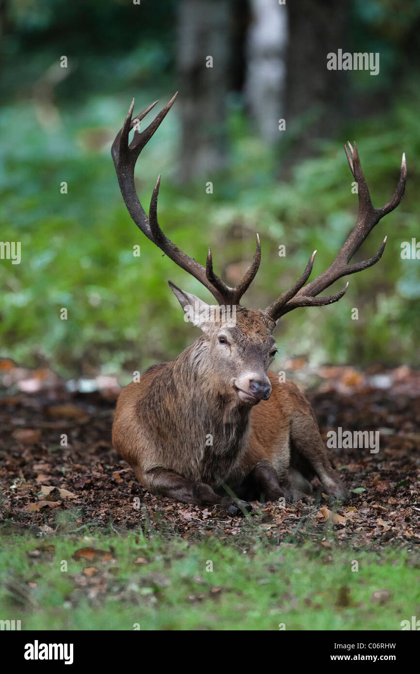Red deer stag resting before a rut Stock Photo - Alamy