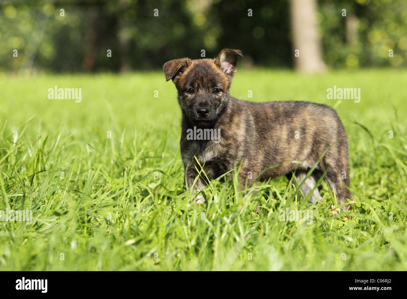 Hollandse Herder Puppy Stock Photo - Alamy