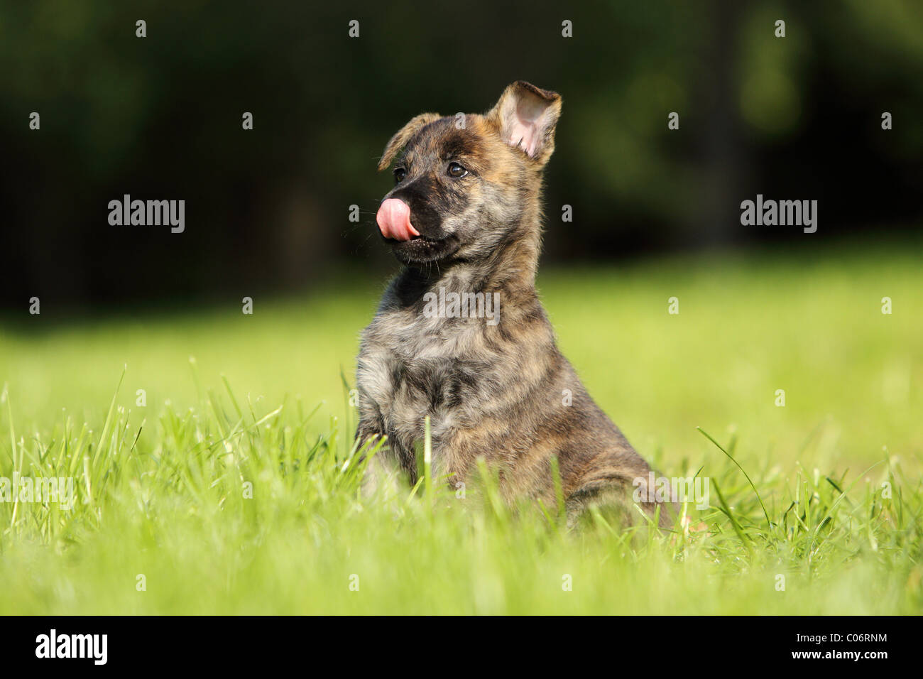 Blauwe Duitse Herder Pups