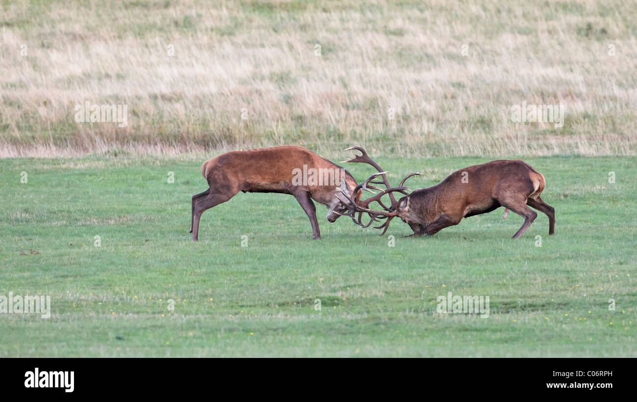 Red deer stags rutting Stock Photo - Alamy