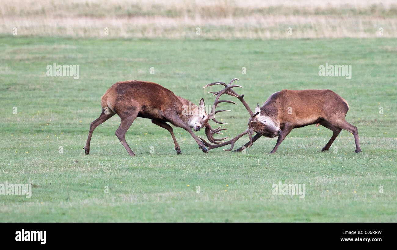 Red deer stags rutting Stock Photo - Alamy