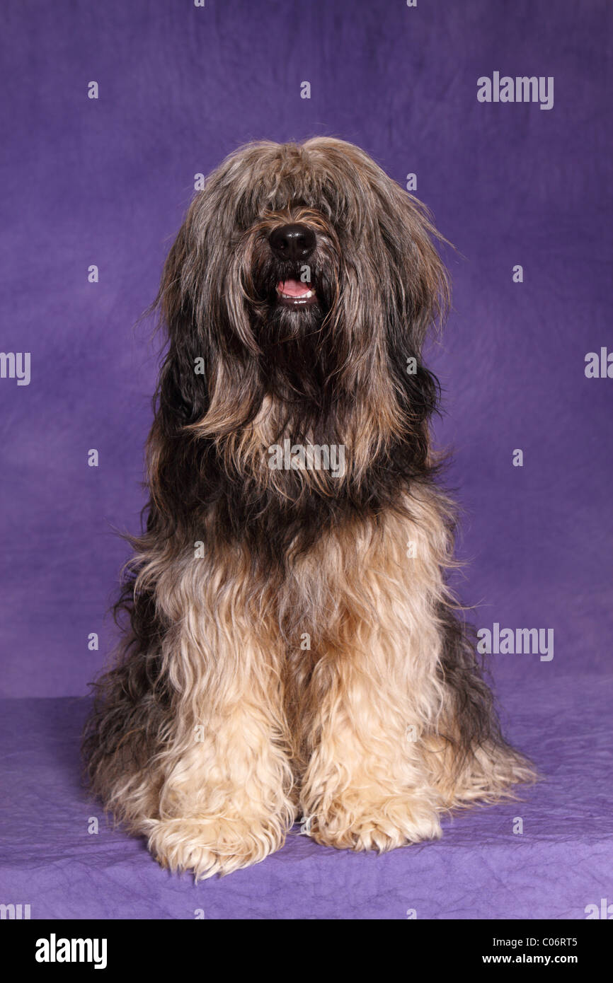 Shaggy dog tibet hi-res stock photography and images - Alamy