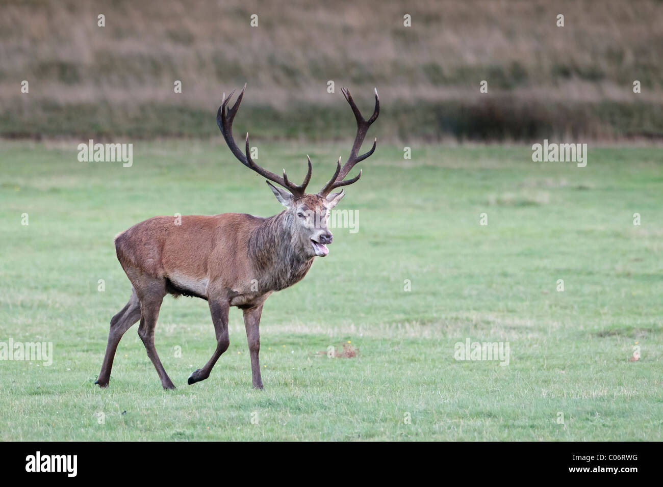Adult red deer stag hi-res stock photography and images - Alamy