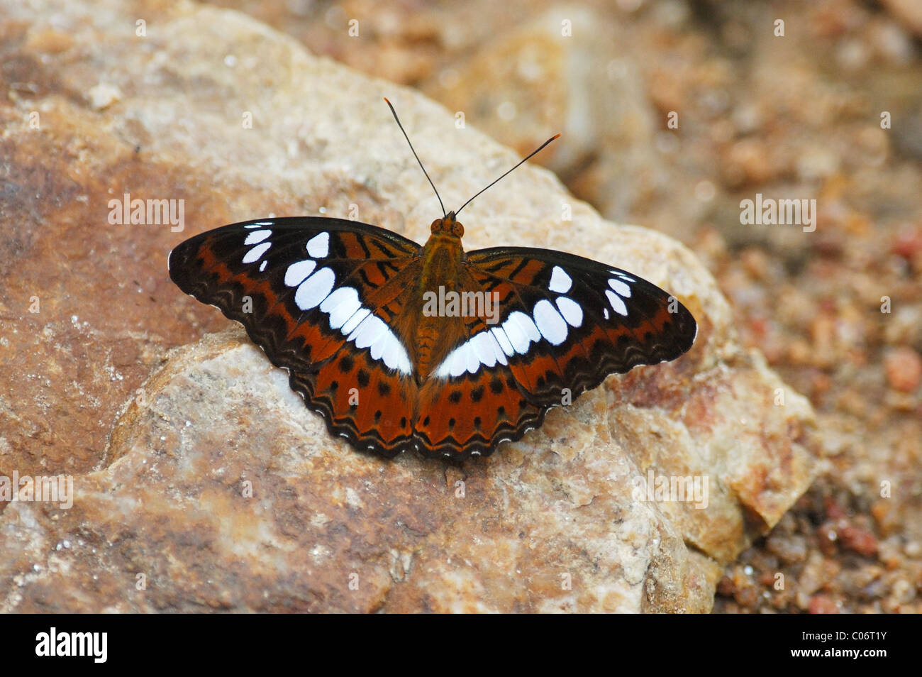 Commander butterflies hi-res stock photography and images - Alamy