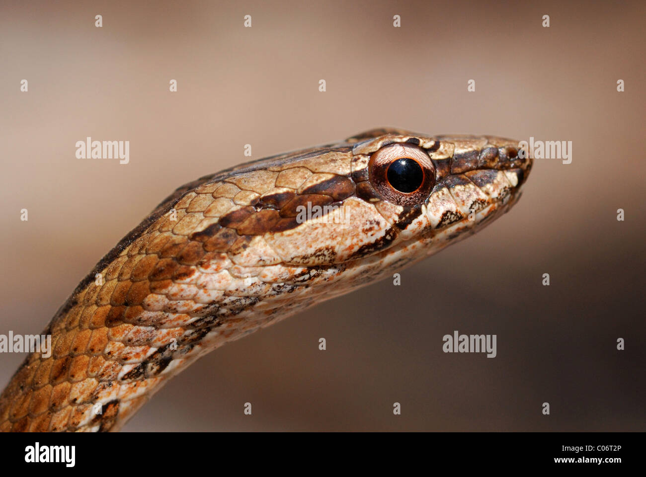 Mimophis mahfalensis mahfalensis hi-res stock photography and images ...