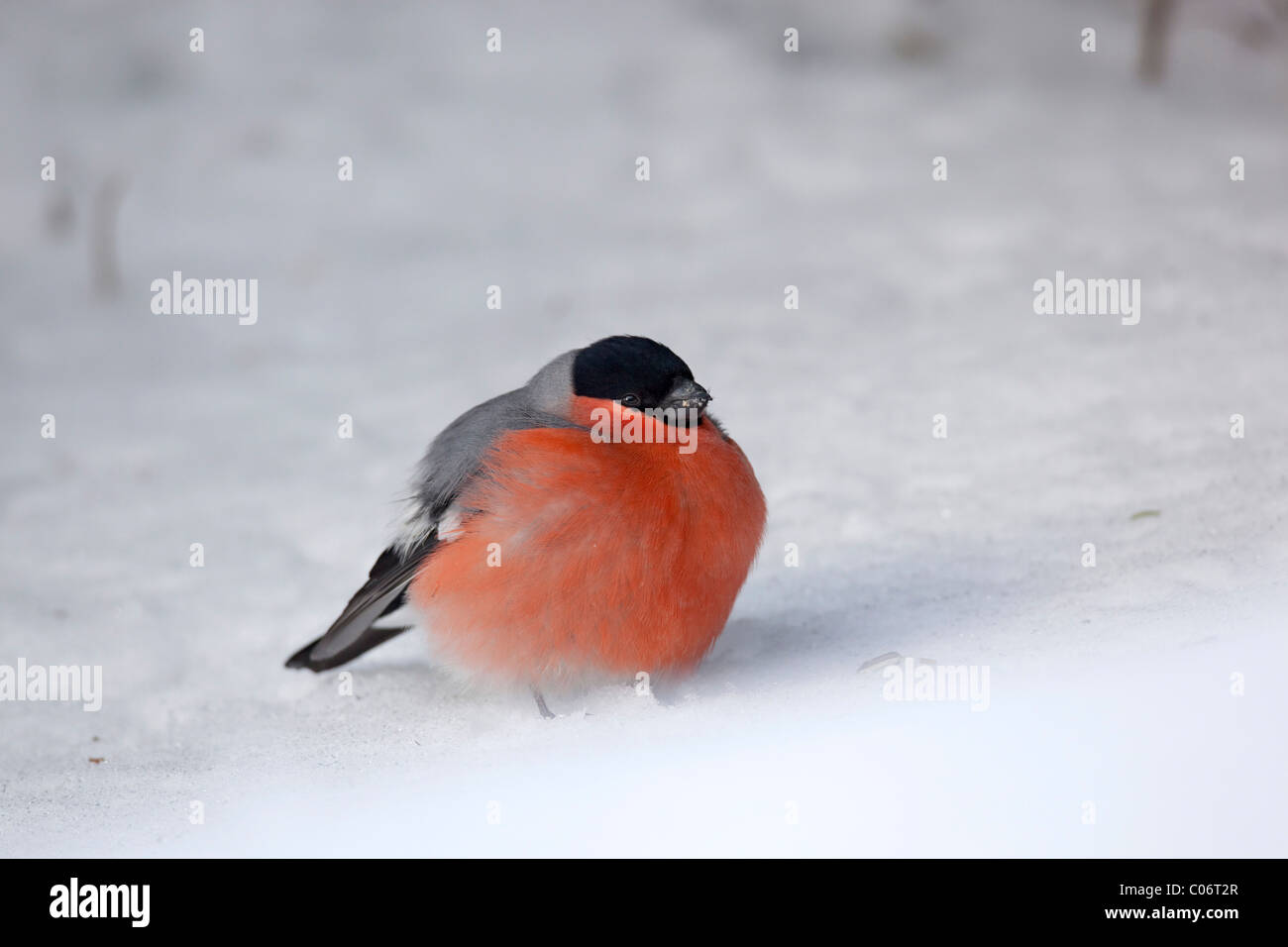 Snow bullfinch hi-res stock photography and images - Alamy