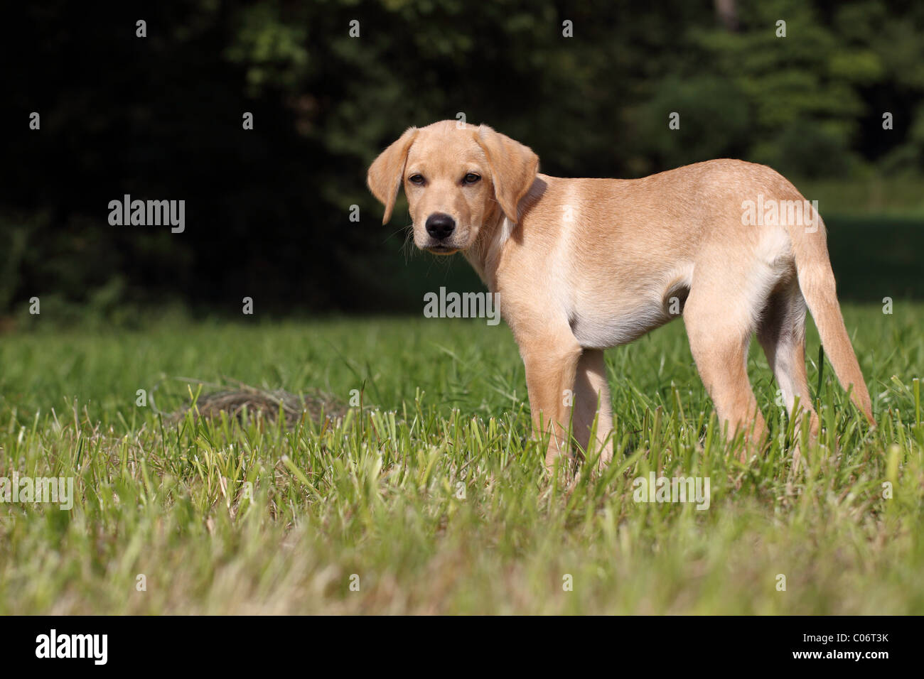 Labrador Retriever Puppy Stock Photo - Alamy