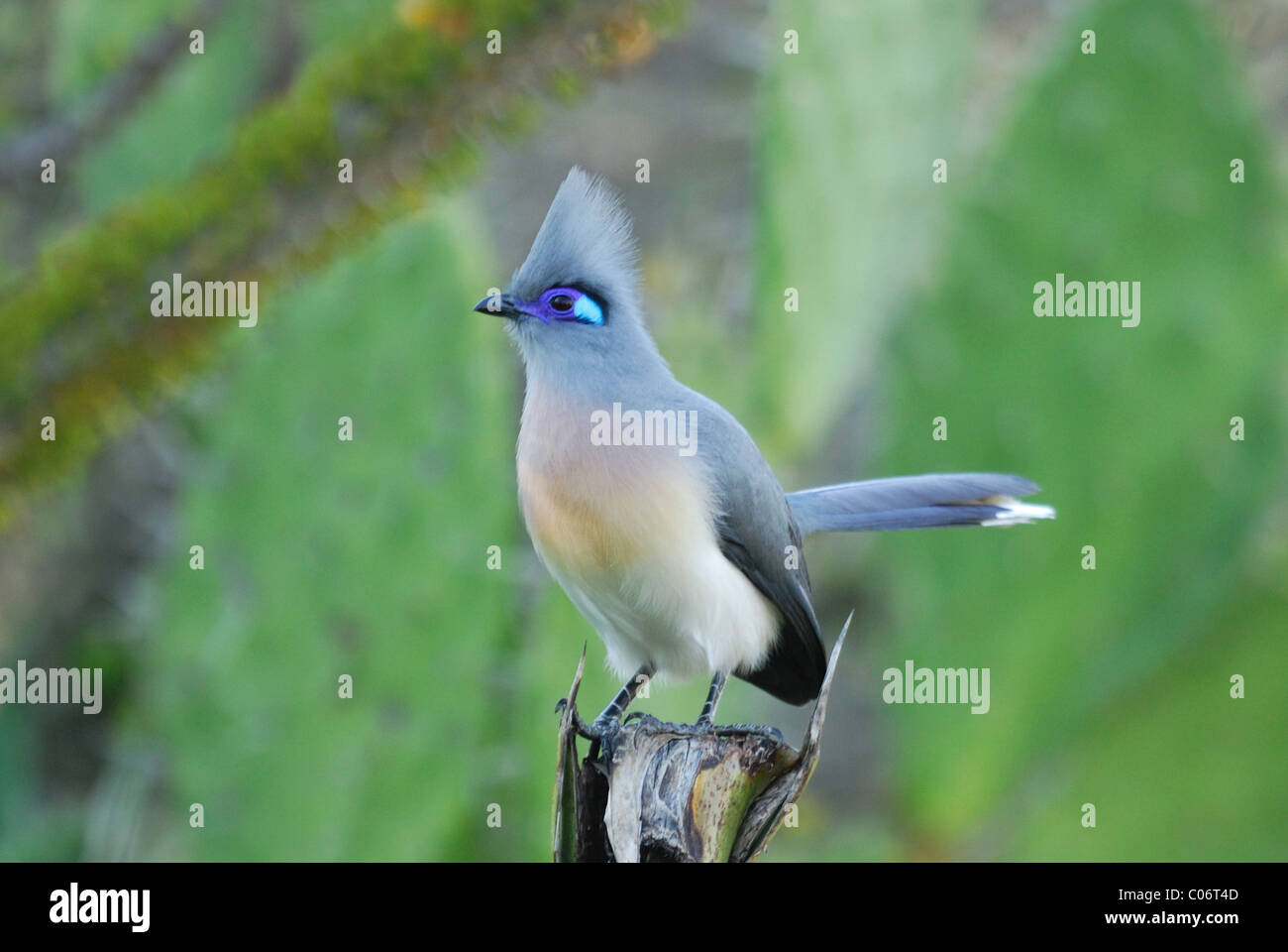 Crested Coua (Coua cristata) in the spiny Forest, southern Madagascar ...