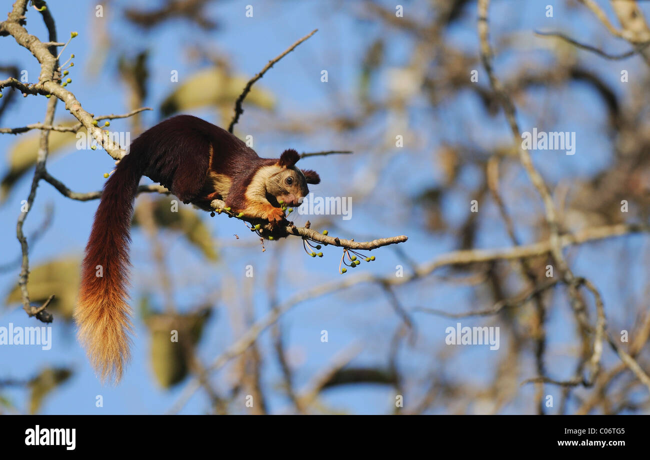 A Malabar Giant Squirrel feeding on a fig tree in Bhadra Tiger Reserve ...