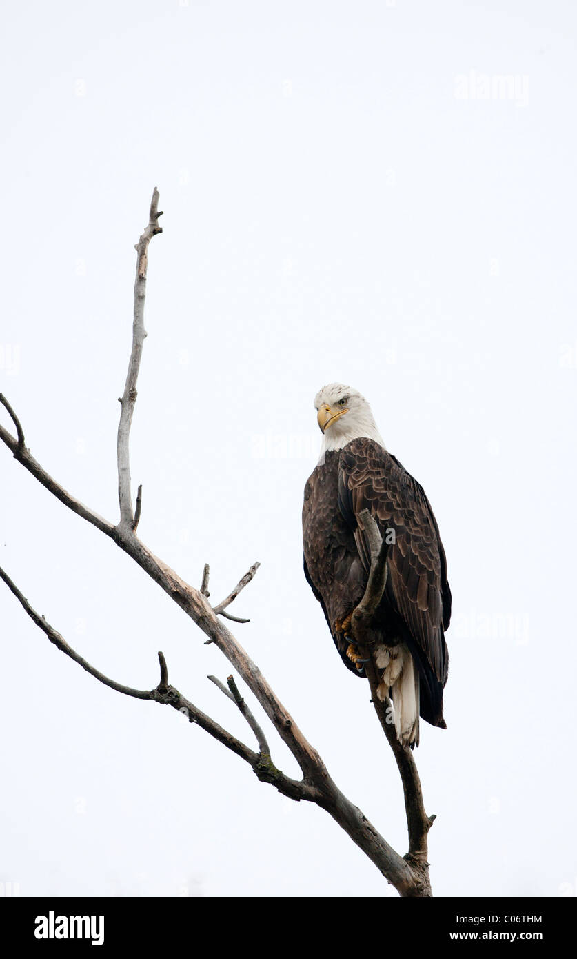 And eagle hi hi-res stock photography and images - Alamy