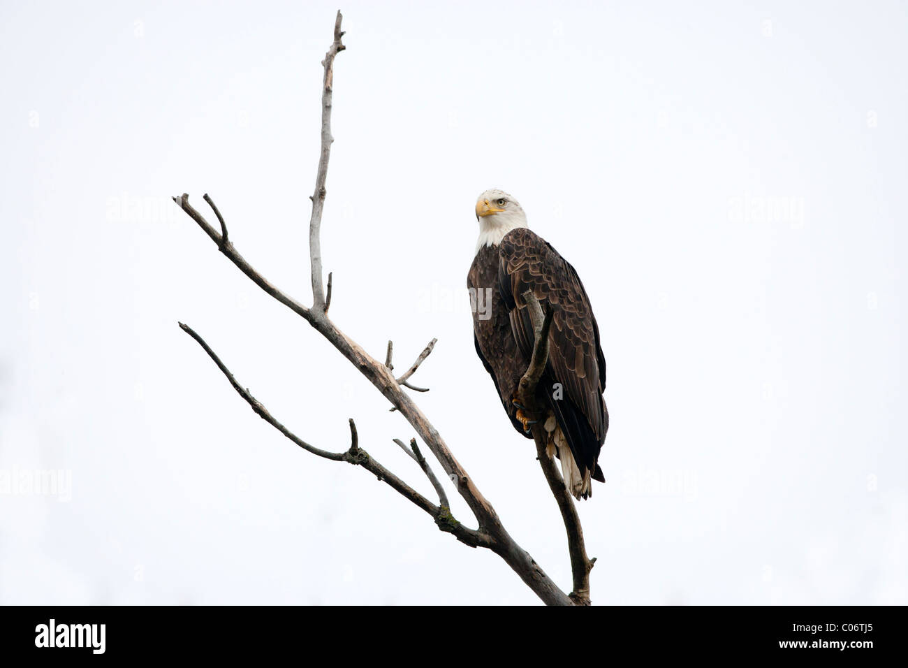 And eagle hi hi-res stock photography and images - Alamy