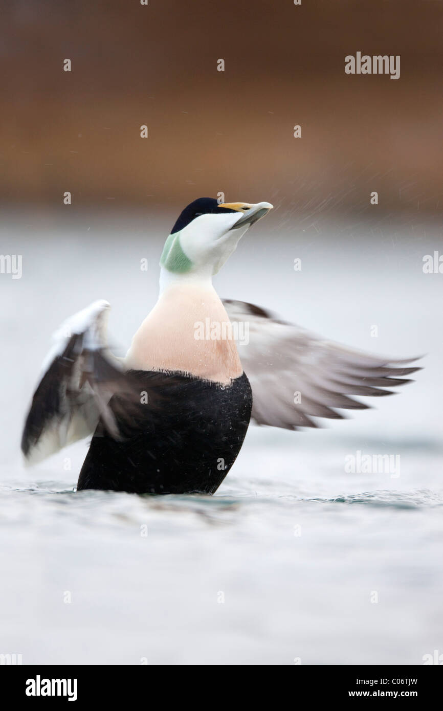 Eider flapping wings water hi-res stock photography and images - Alamy