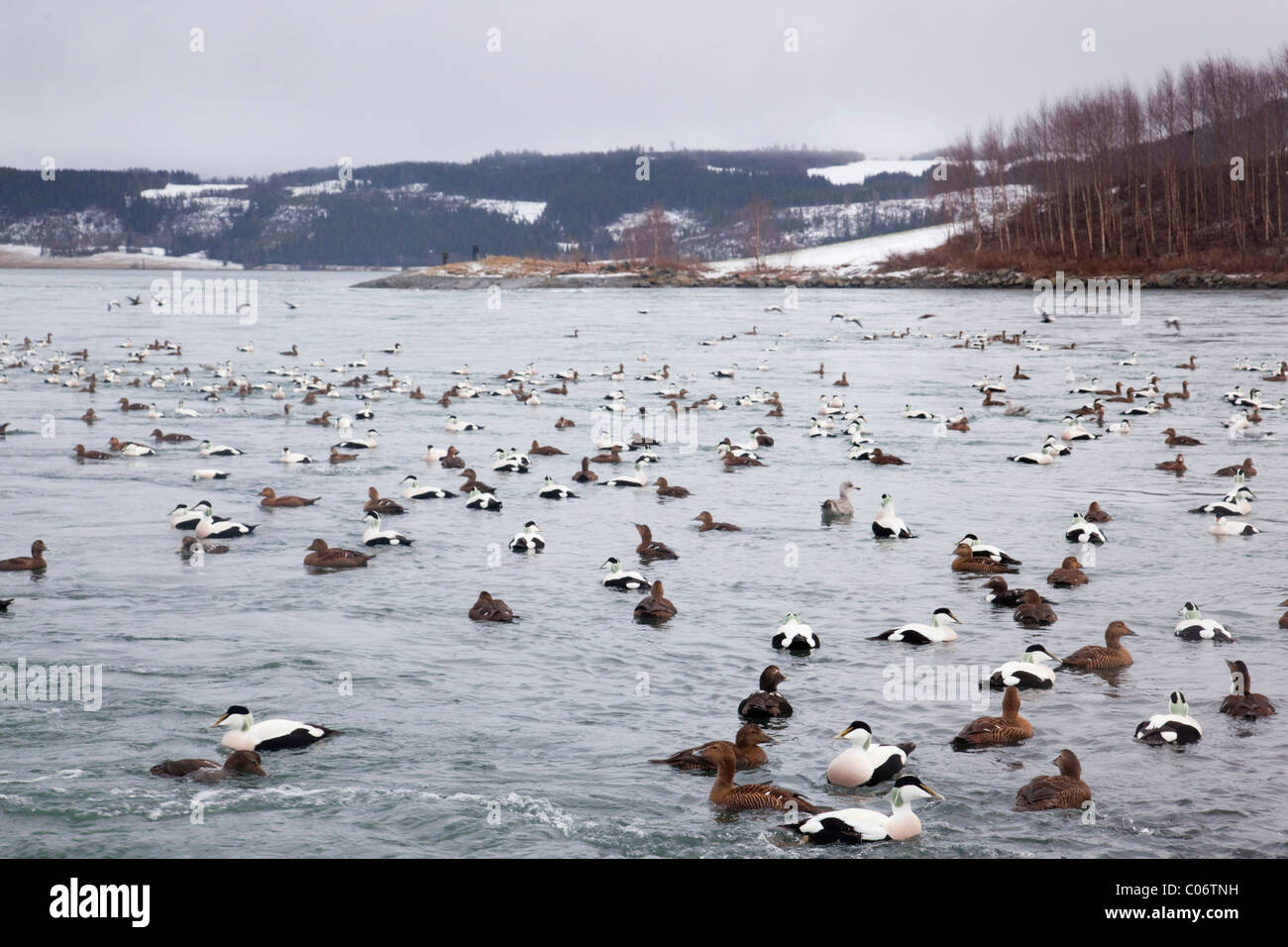 Ducks of norway hi-res stock photography and images - Alamy
