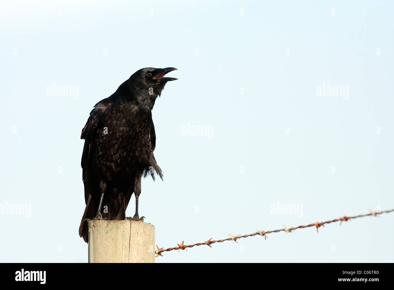 American crow fence post calling hi-res stock photography and images ...