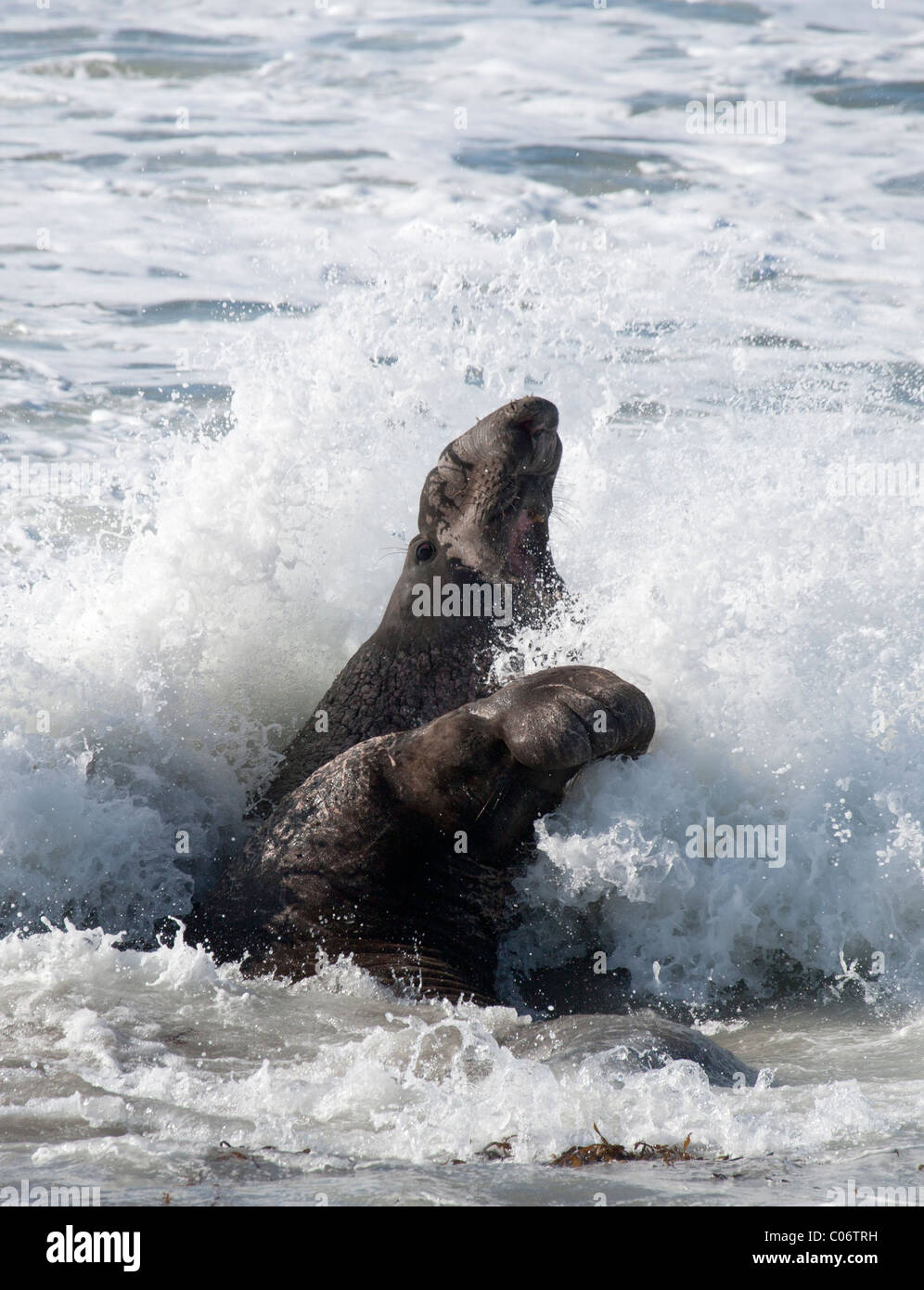Elephant seals in surf hi-res stock photography and images - Alamy
