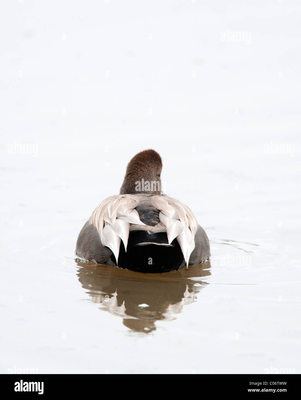 Feather gadwall detail hi-res stock photography and images - Alamy