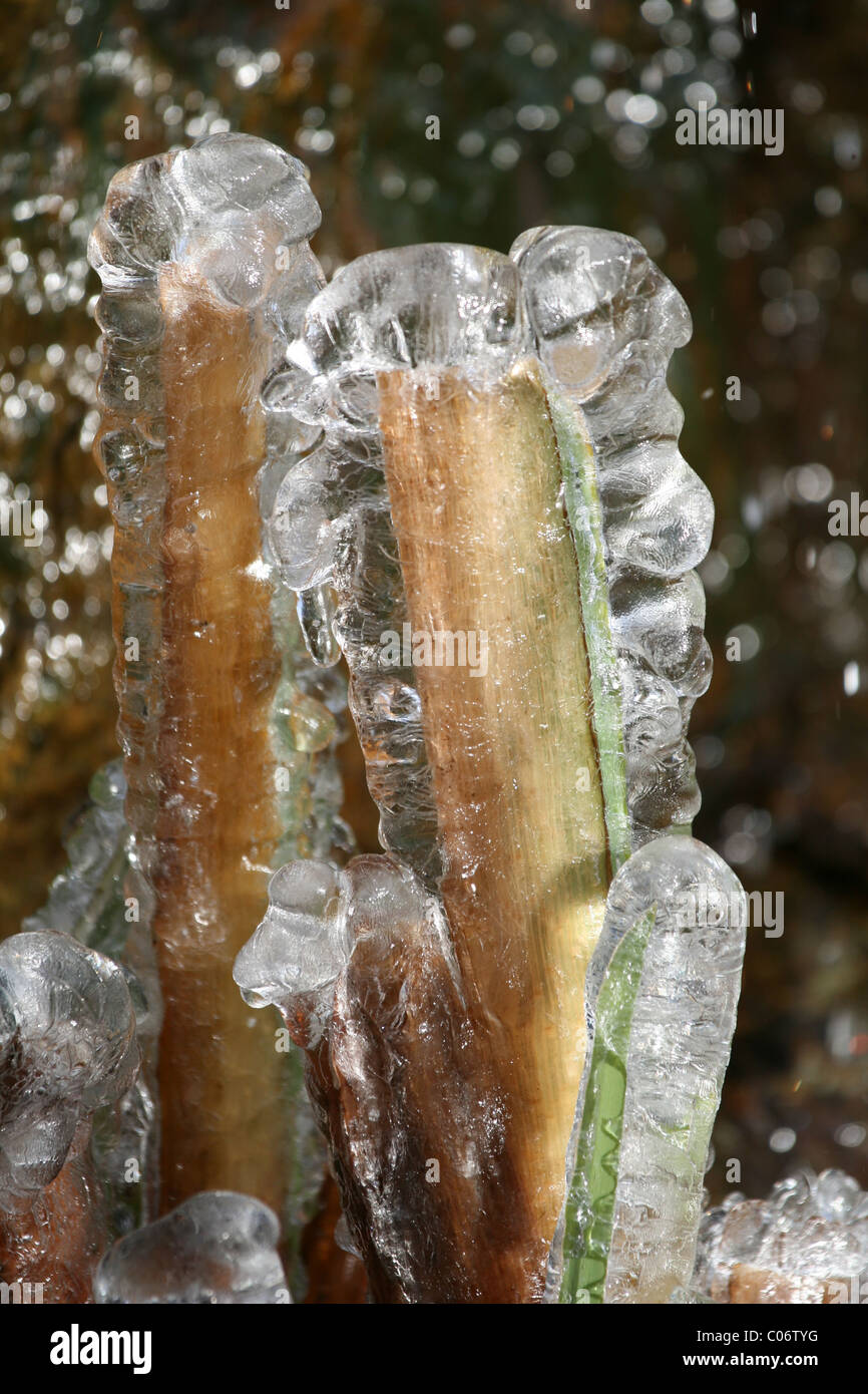 Leaves encased in ice Stock Photo - Alamy