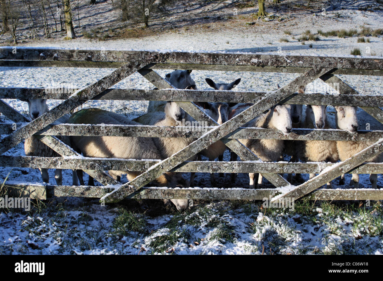 Sheep peering hi-res stock photography and images - Alamy