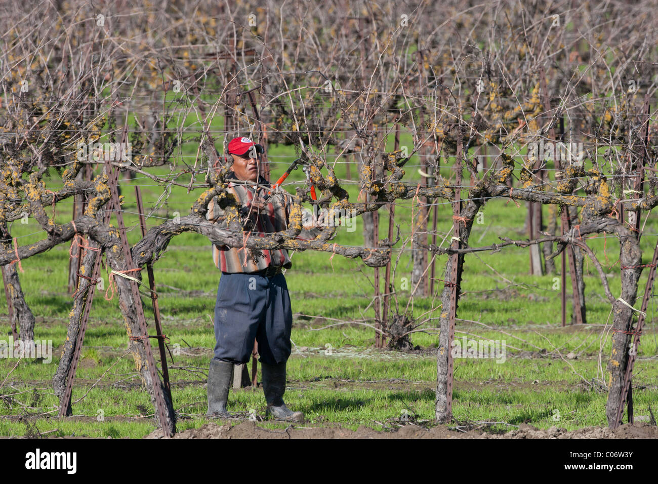 Worker Pruning Trees in an Orchard Stock Photo - Alamy