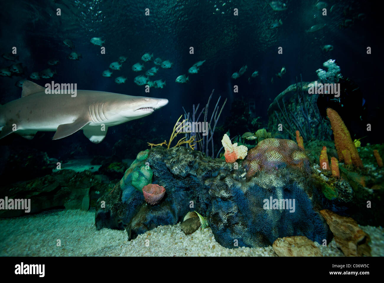 Marine life exhibit hi-res stock photography and images - Alamy