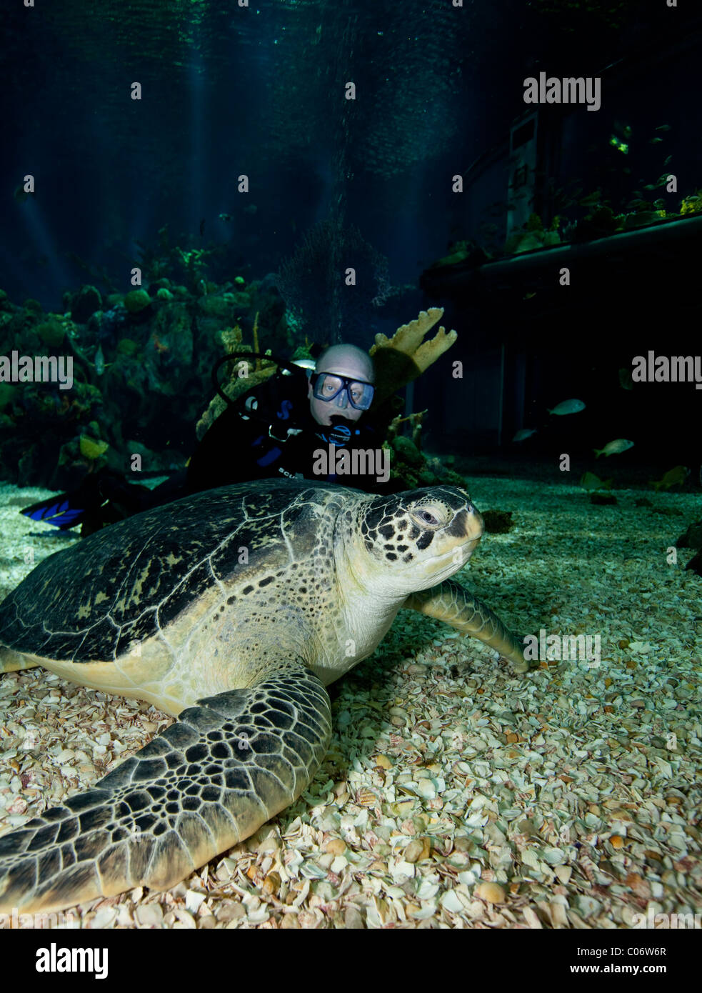 Marine life exhibit hi-res stock photography and images - Alamy