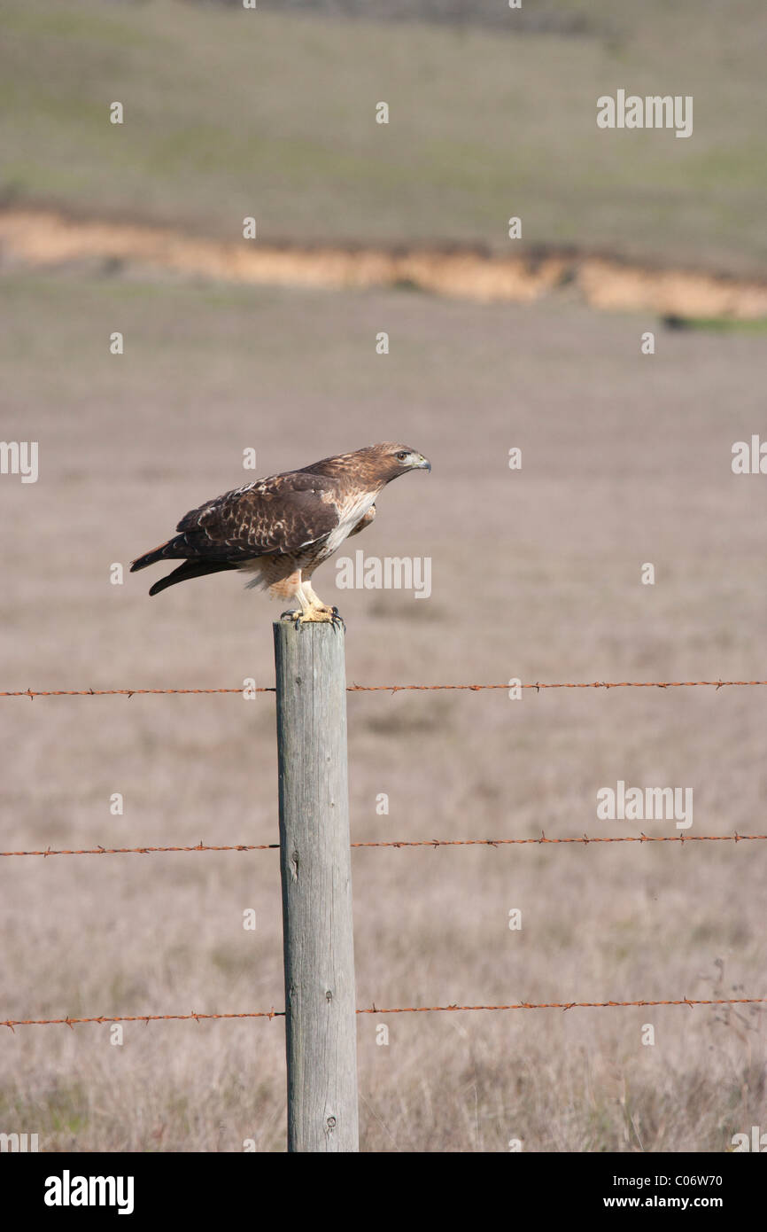 Red tailed Hawk on a Fence Post Stock Photo - Alamy