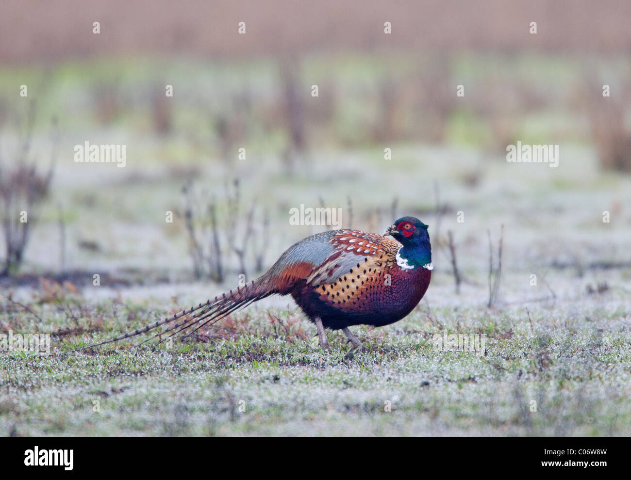 Ring necked Pheasant Male Stock Photo - Alamy