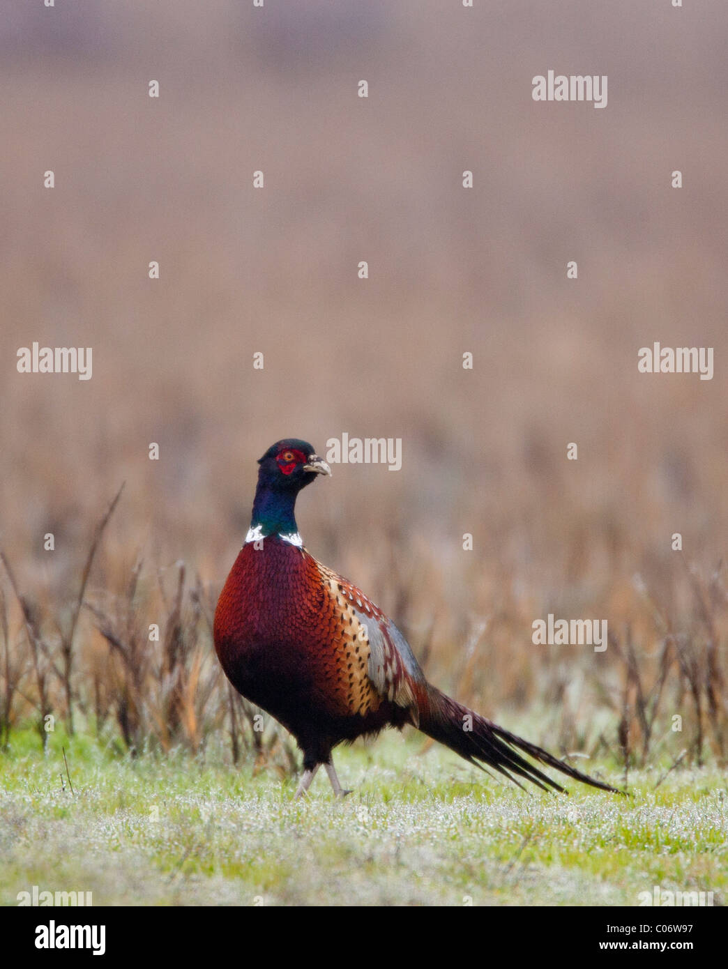 Ring necked Pheasant Male Stock Photo - Alamy