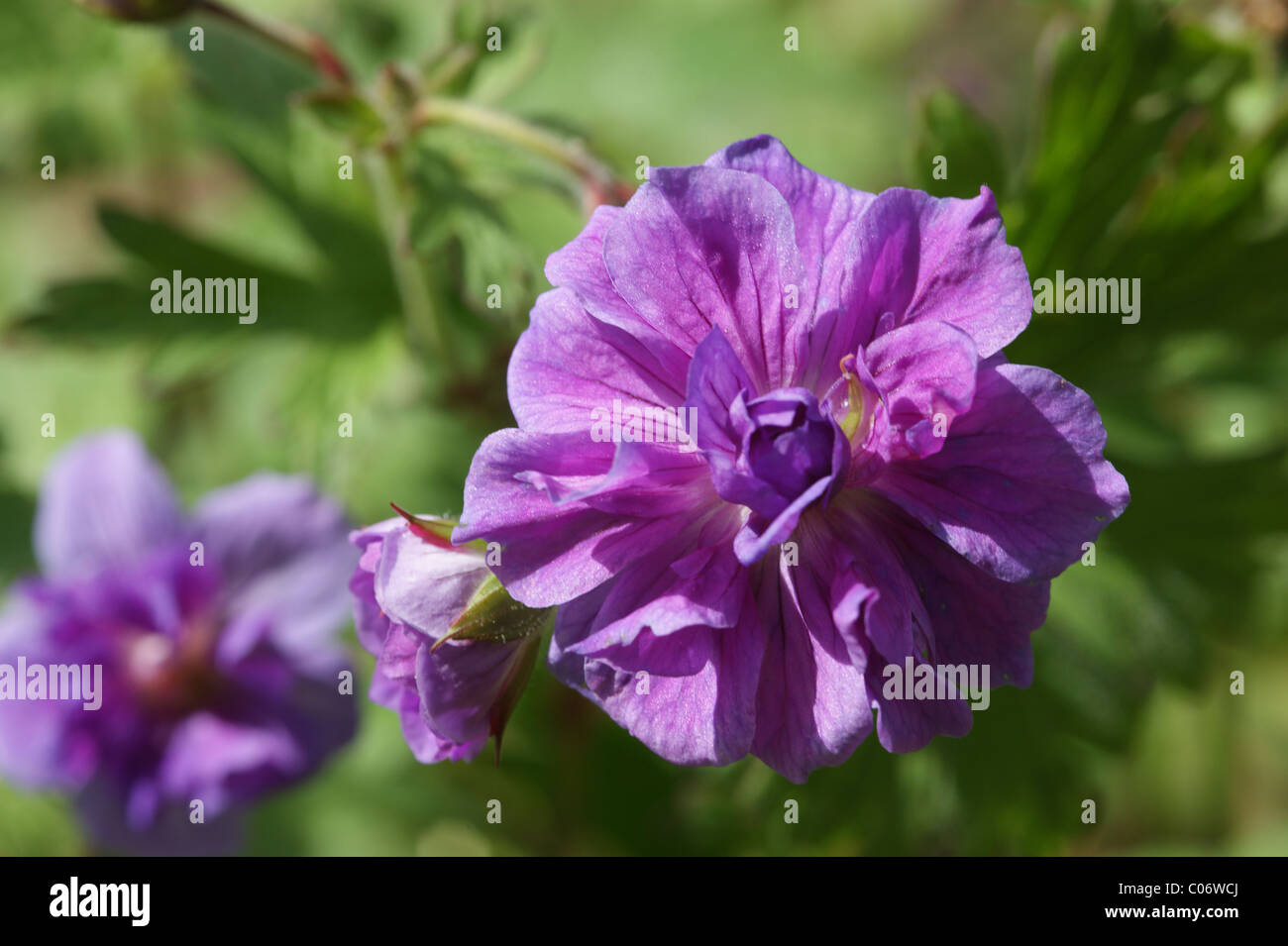 Geranium birch's double hi-res stock photography and images - Alamy