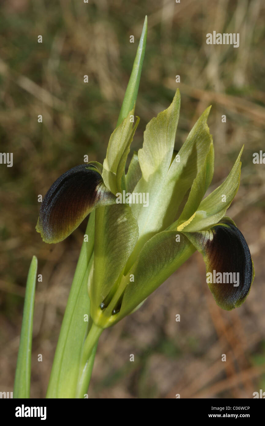 Iris tuberosa hi-res stock photography and images - Alamy