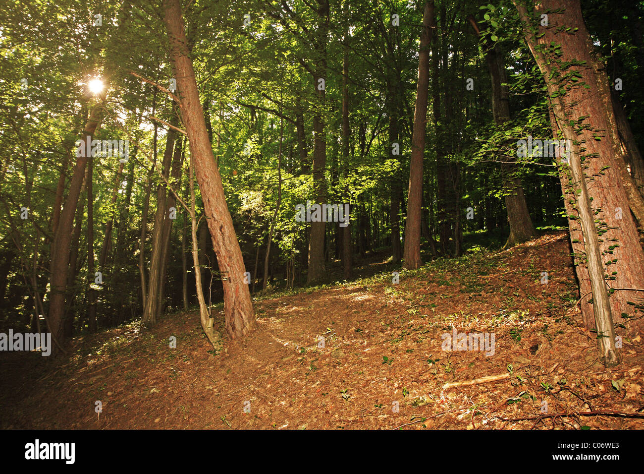 Mixed forest in summer morning Stock Photo - Alamy