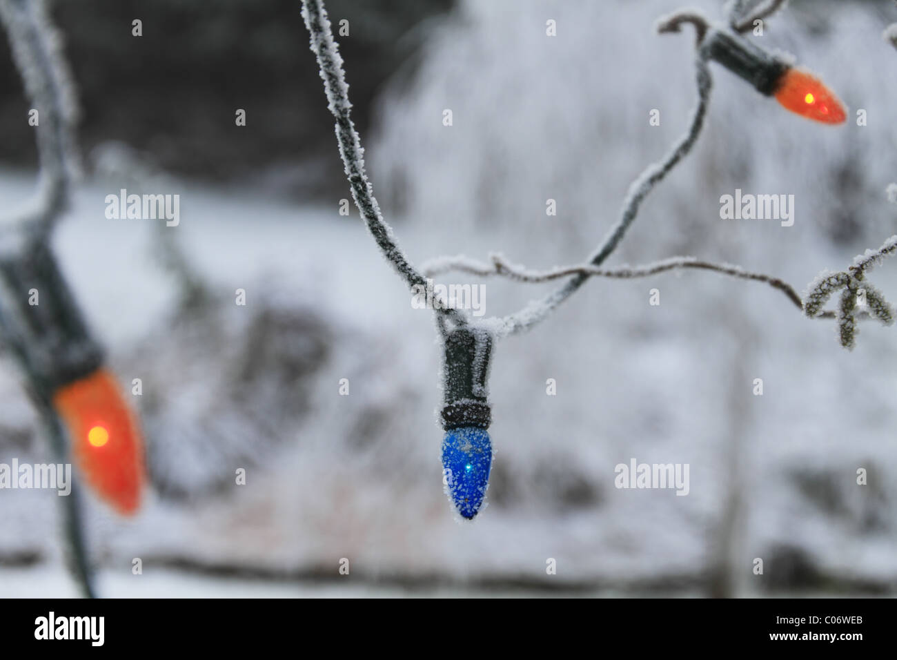 Fairy Lights on an outdoor Christmas Tree in winter frost Stock Photo ...
