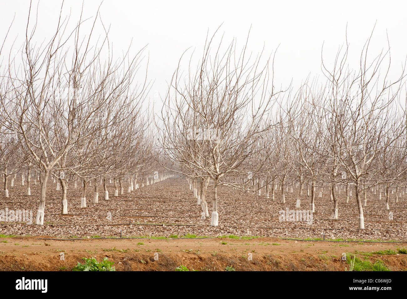 Dormant orchard hi-res stock photography and images - Alamy