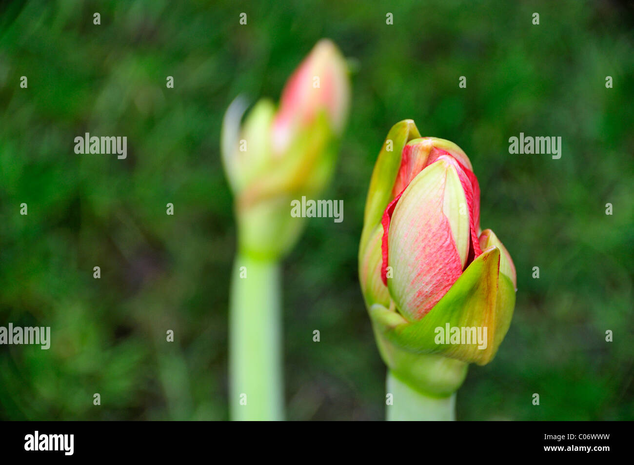 Spring regrowth hi-res stock photography and images - Alamy