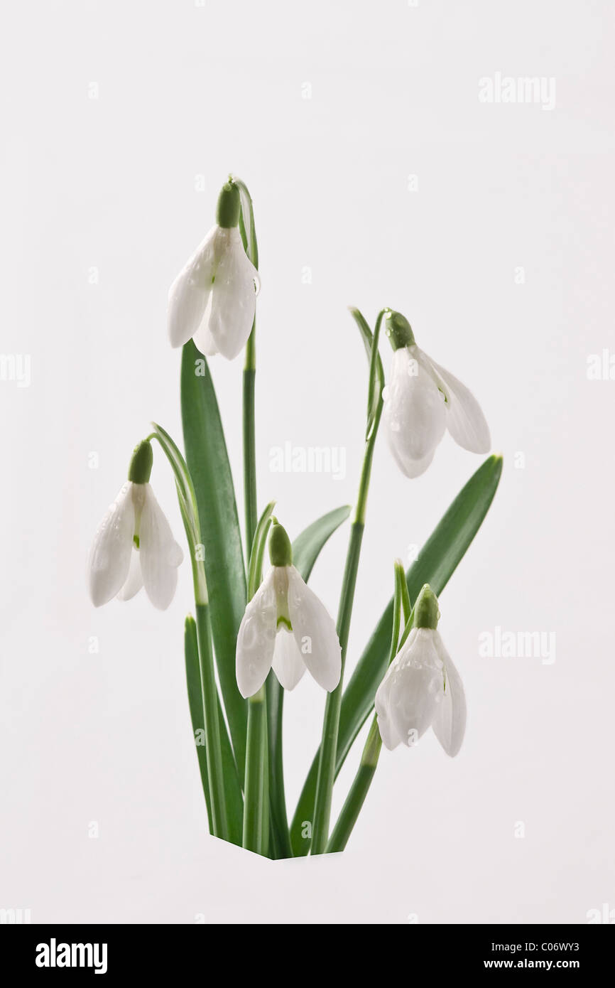 Snowdrop Cutout High Resolution Stock Photography and Images - Alamy