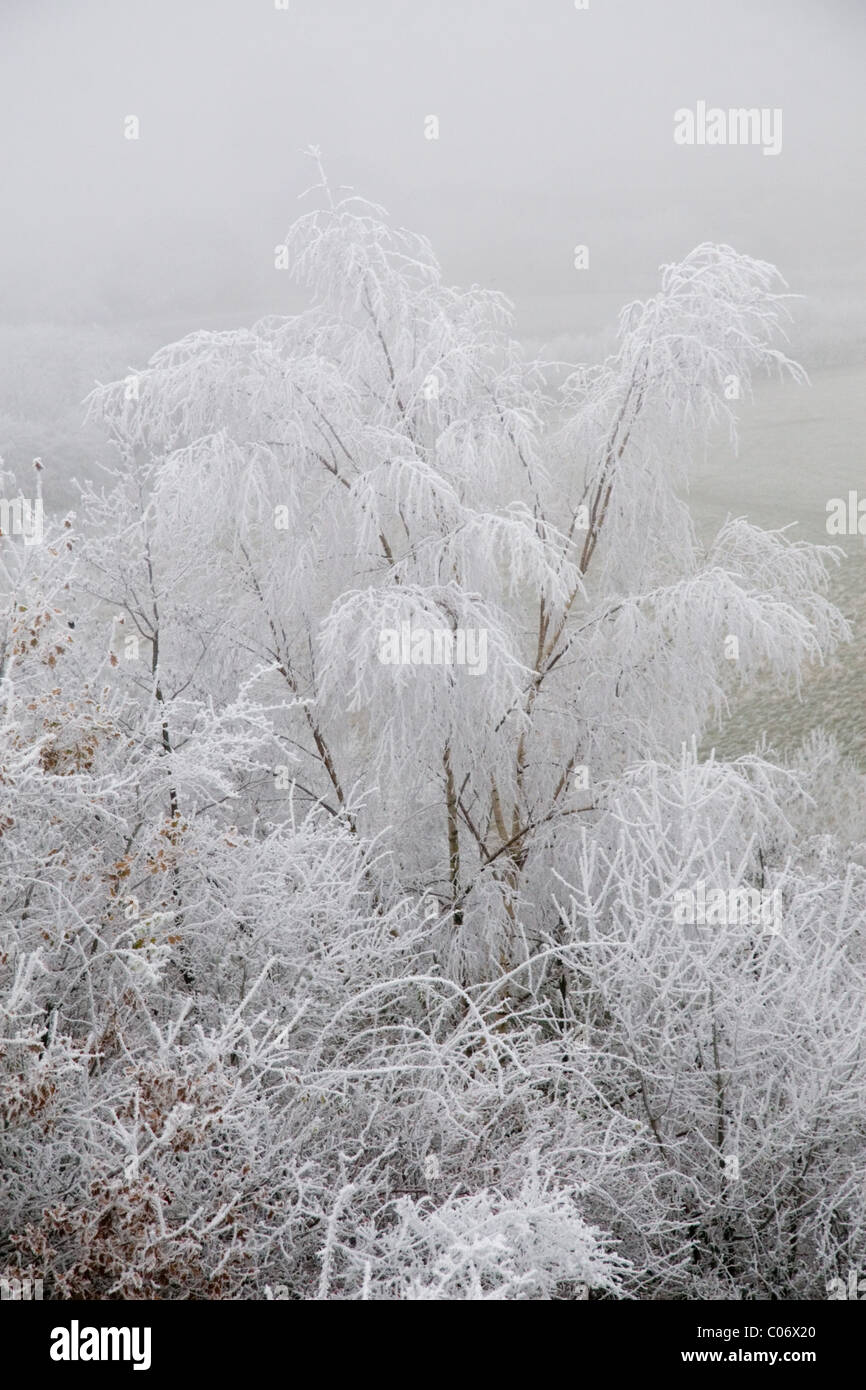 Somerset countryside in heavy winter frost Stock Photo - Alamy