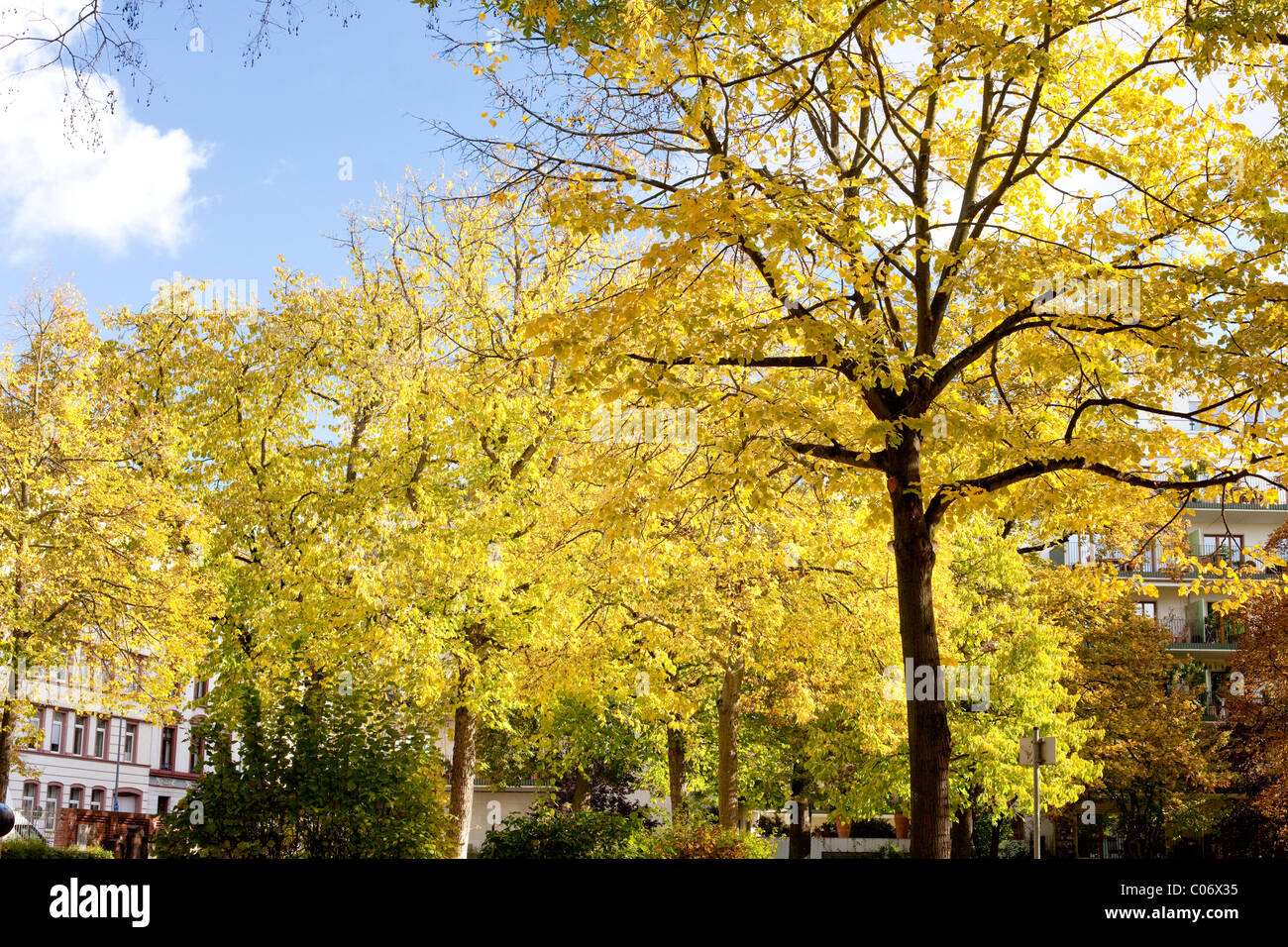 Trees in autumn colours in a Frankfurt park in Germany Stock Photo - Alamy