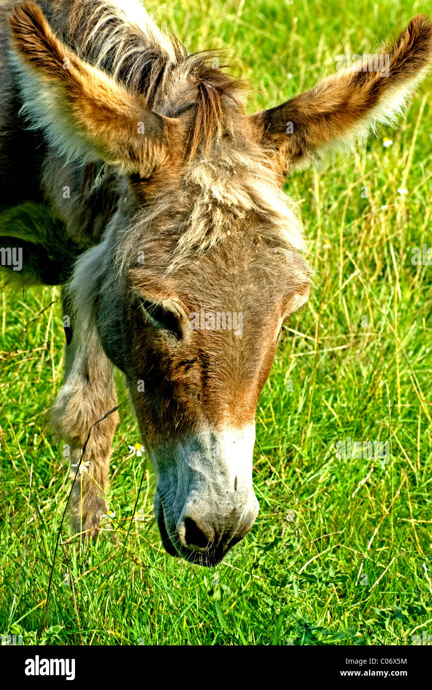 Head of a donkey; Kopf eines Esels Stock Photo - Alamy